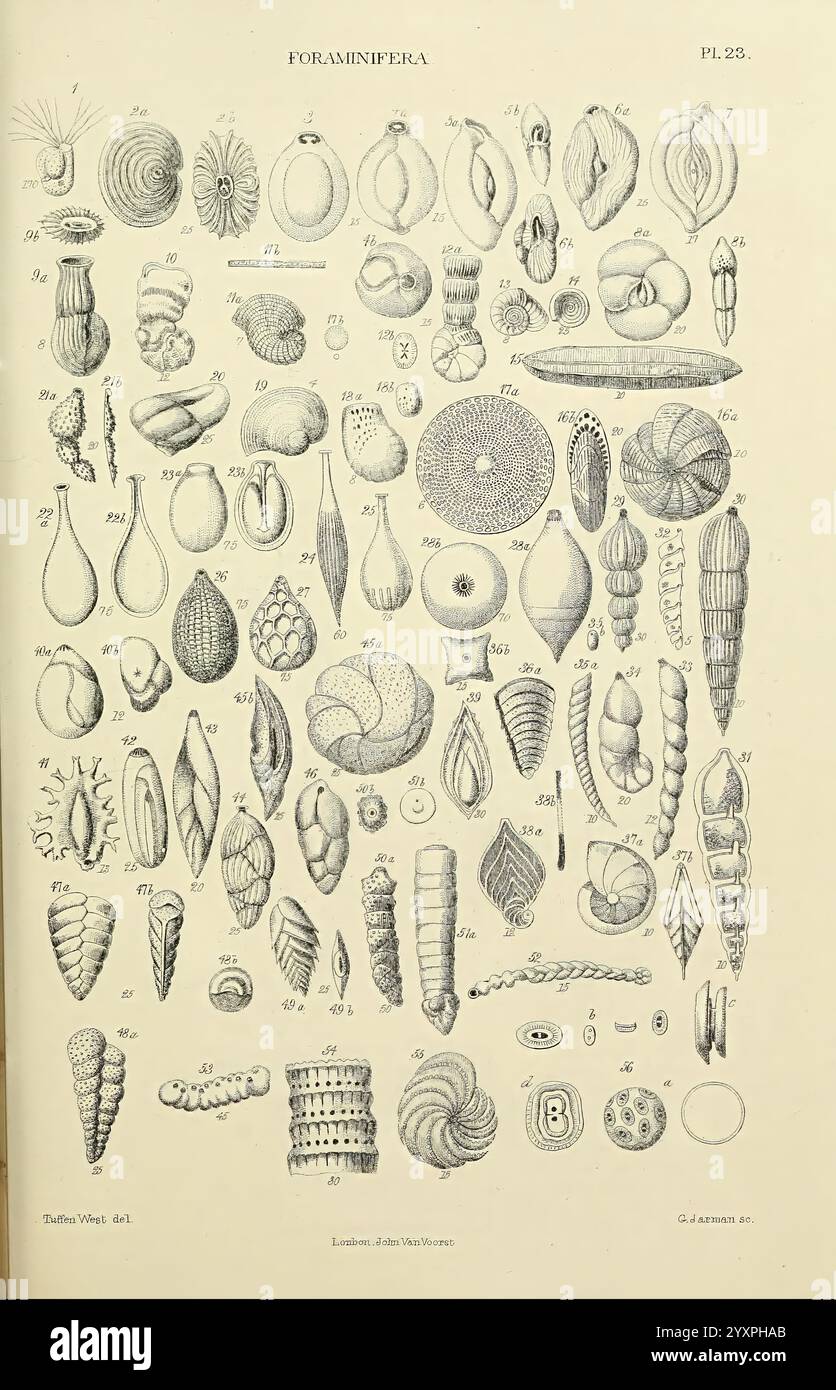 The micrographic dictionary London J. Van Voorst 1883 dictionaries ...