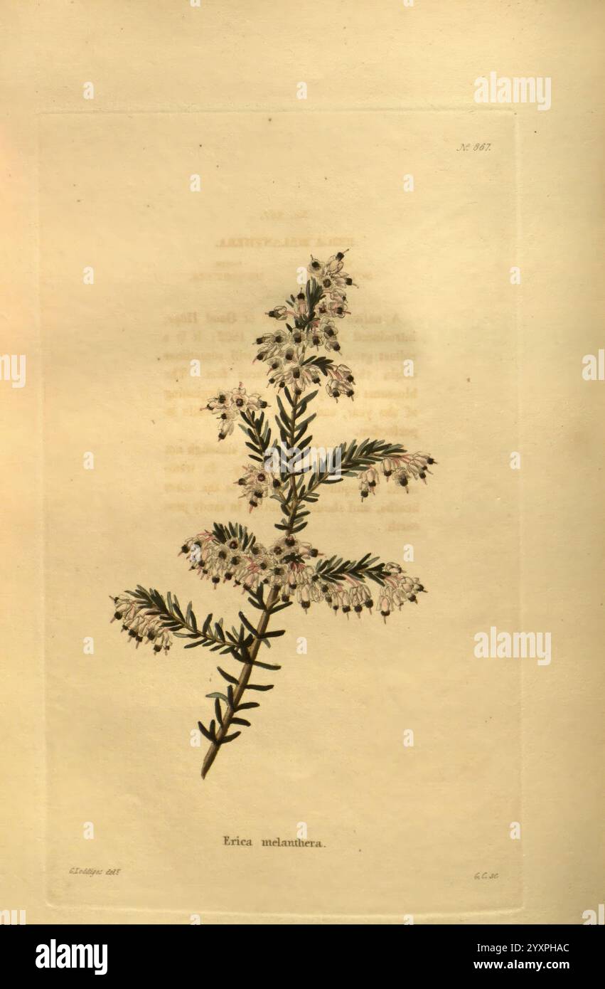 Erica melanostera plant hi-res stock photography and images - Alamy