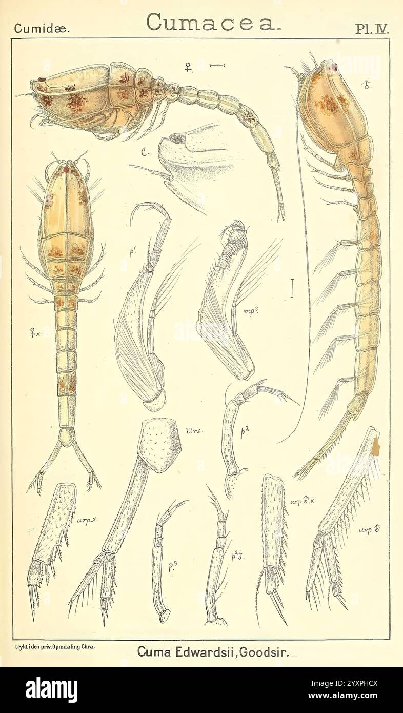 Labeled anatomical drawings hi-res stock photography and images - Alamy