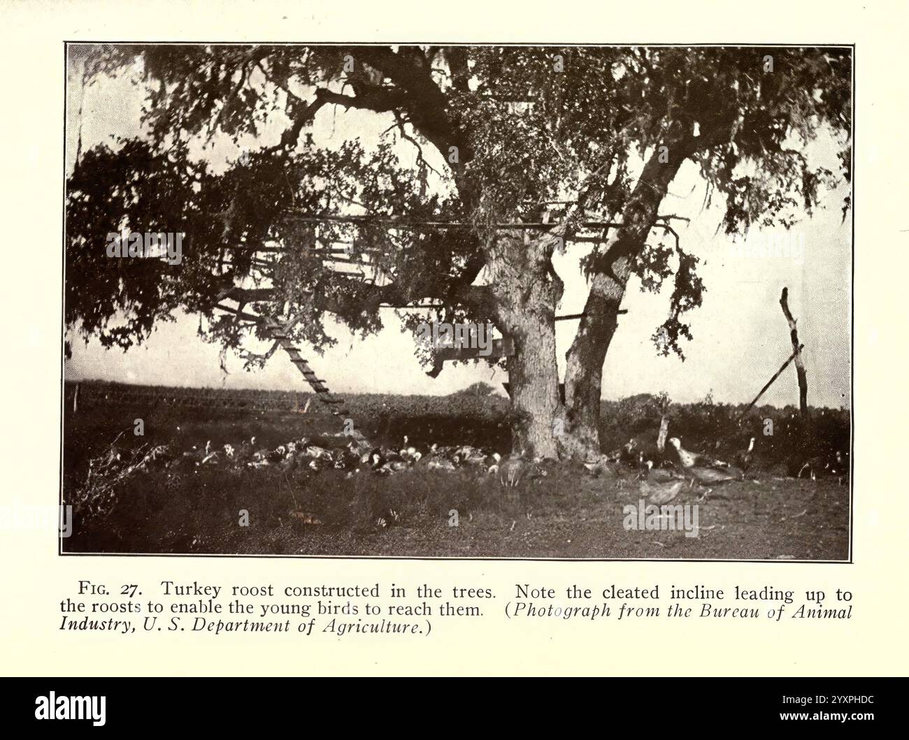 Roost features hi-res stock photography and images - Alamy