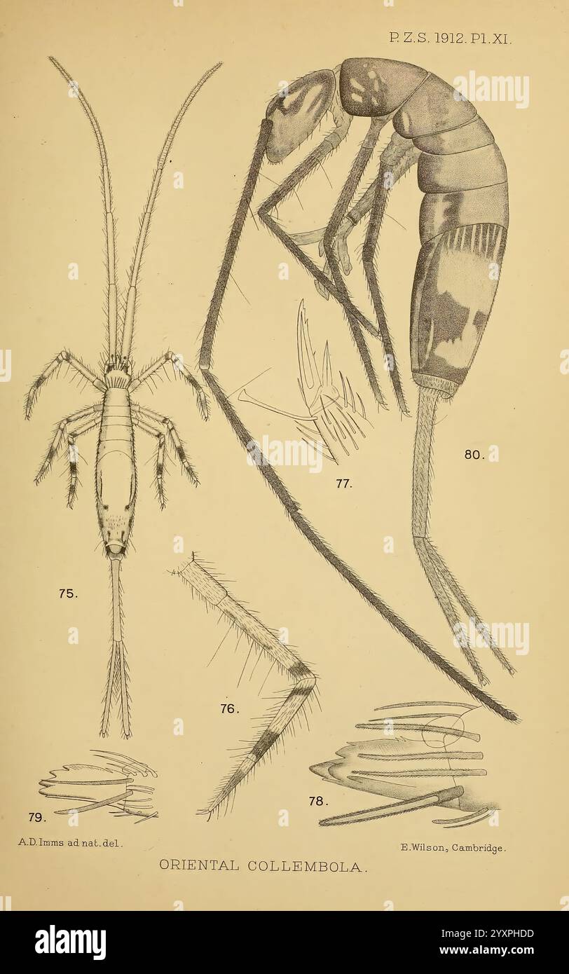 Highlights another species hi-res stock photography and images - Alamy