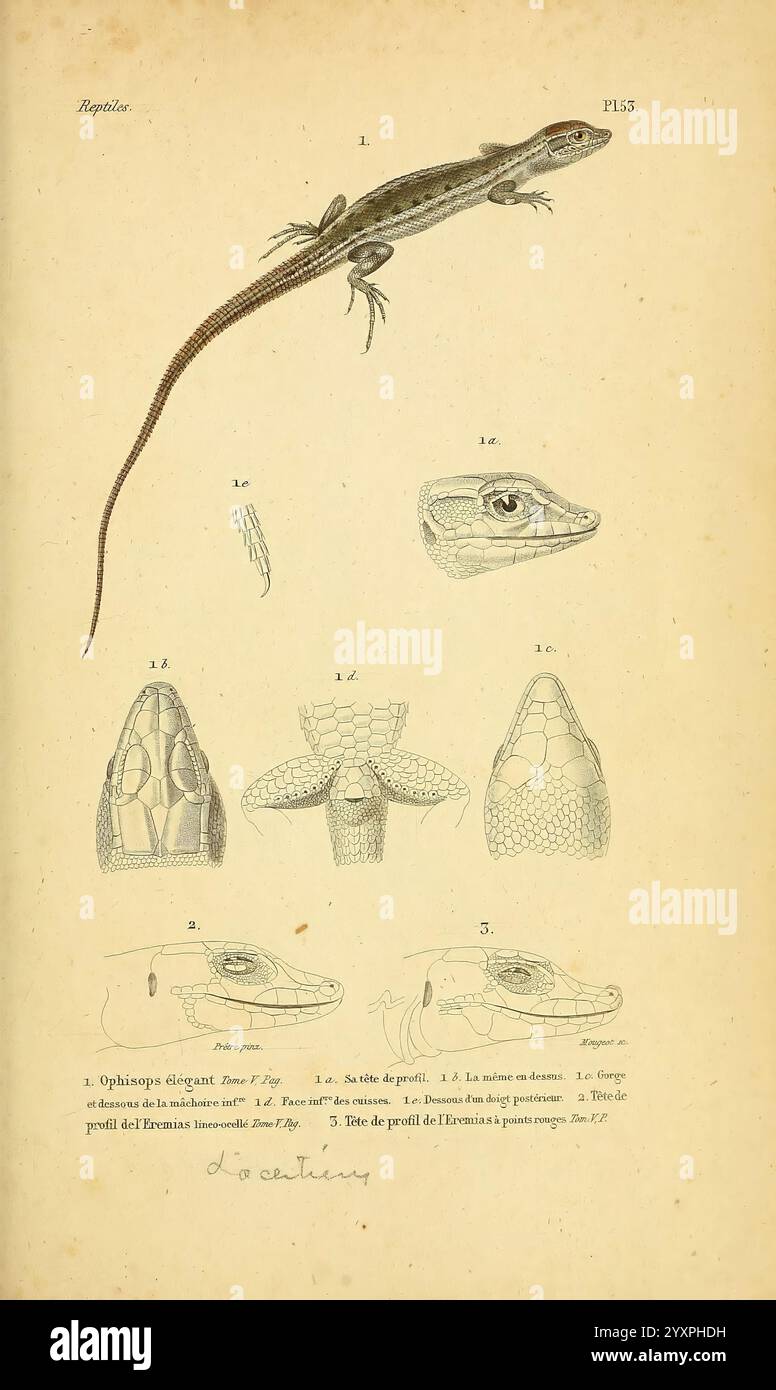 Reptile anatomy hi-res stock photography and images - Alamy