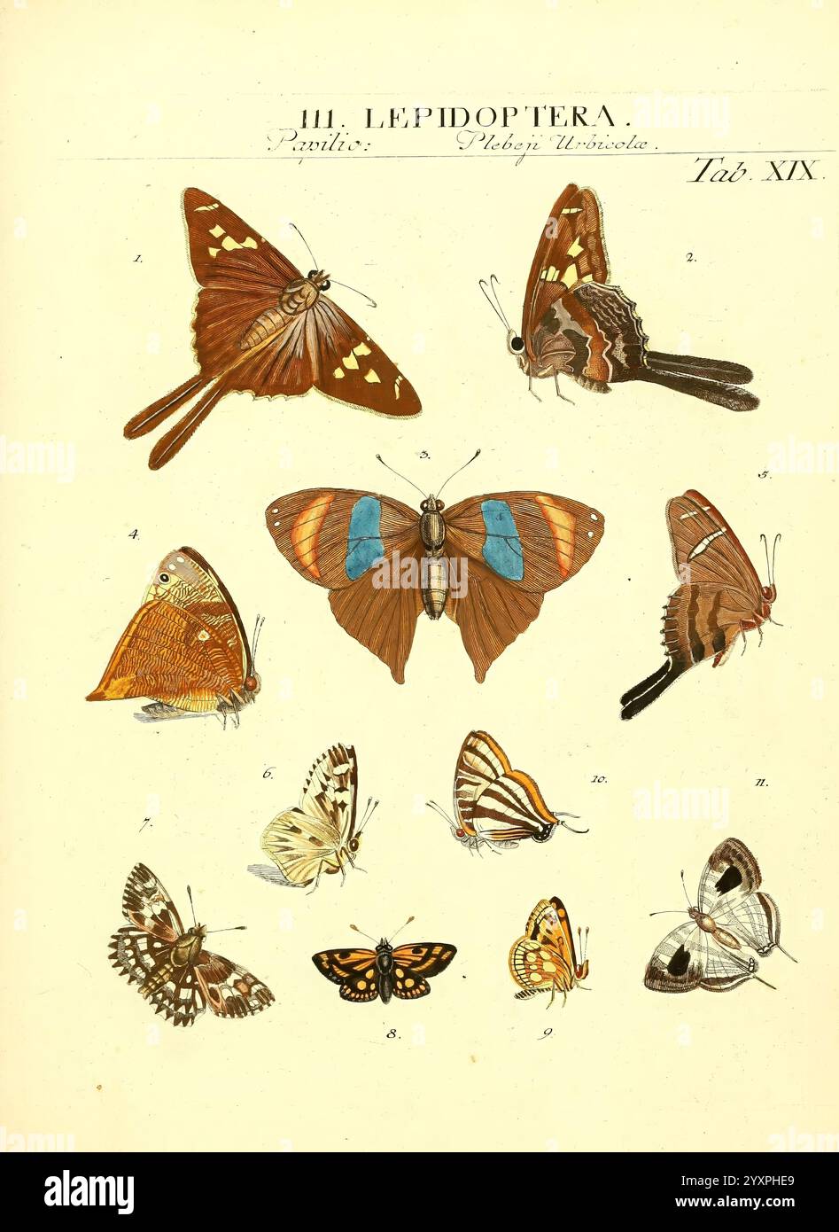Genera insectorum Linnaei et Fabricii iconibus illustrata c.1 Vitoduri ...