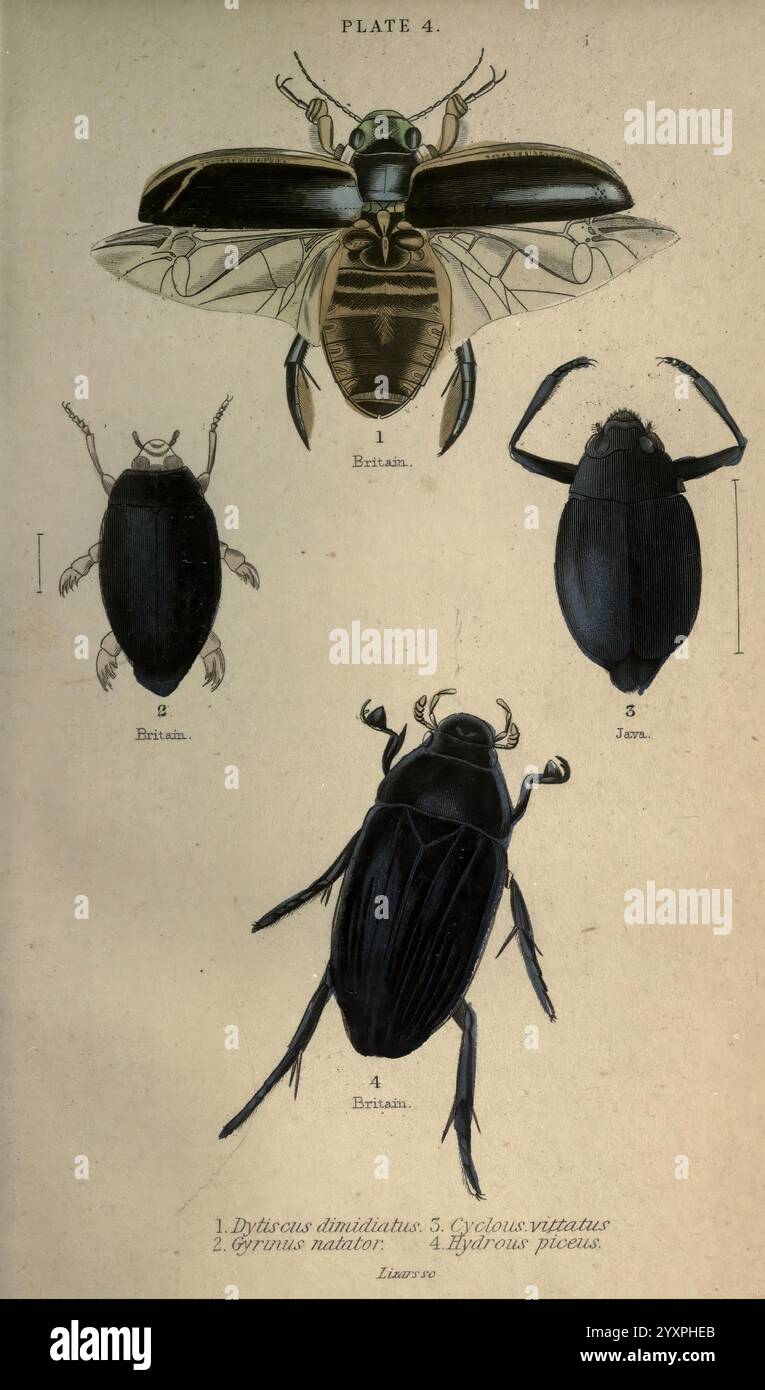 Beetles, 1846, beetles, Ray John, A detailed illustration showcasing ...