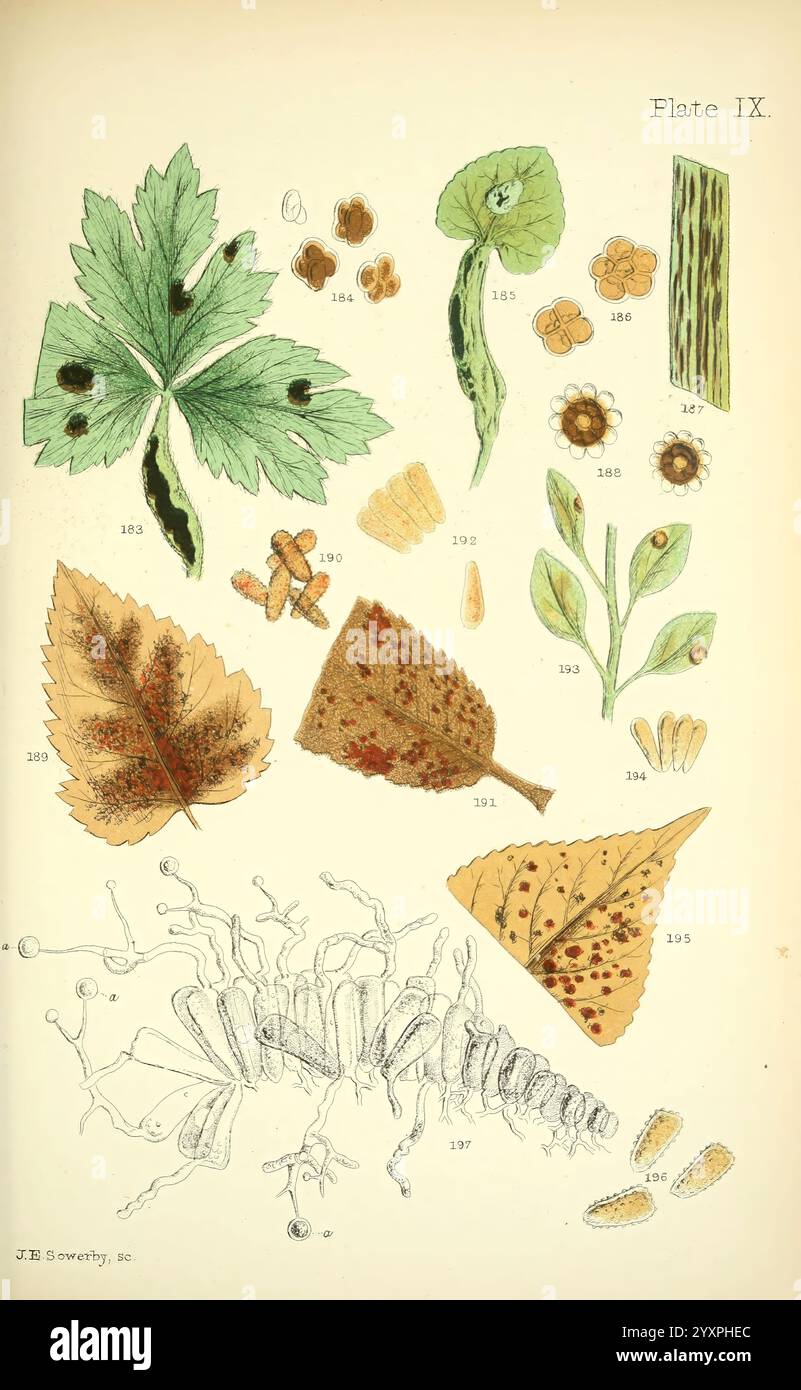 Rust, Smut, Mildew & Mould, London, W.H. Allen, 1898, Great Britain ...