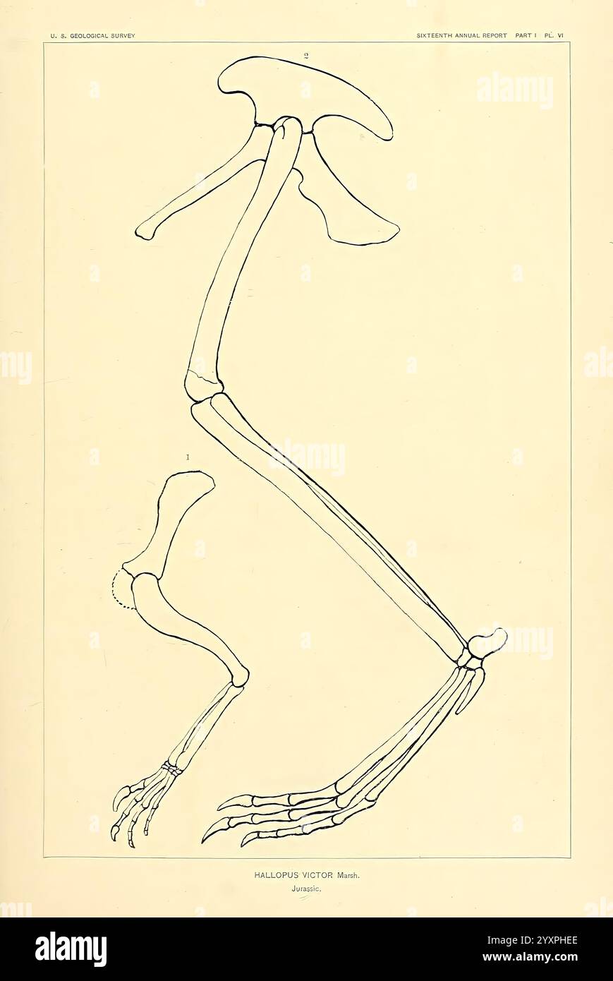 The dinosaurs of North America, Washington, Govt. Print, 1896 ...