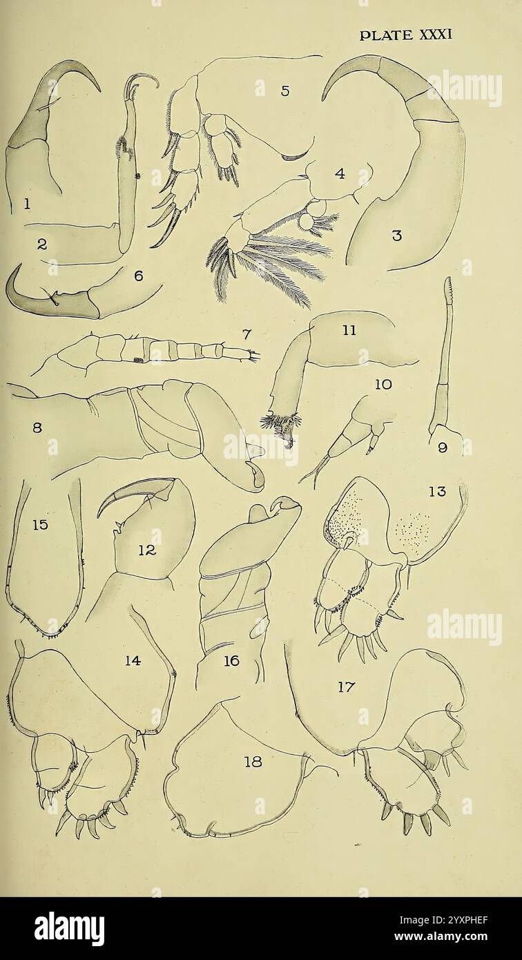 Appendage structures hi-res stock photography and images - Alamy