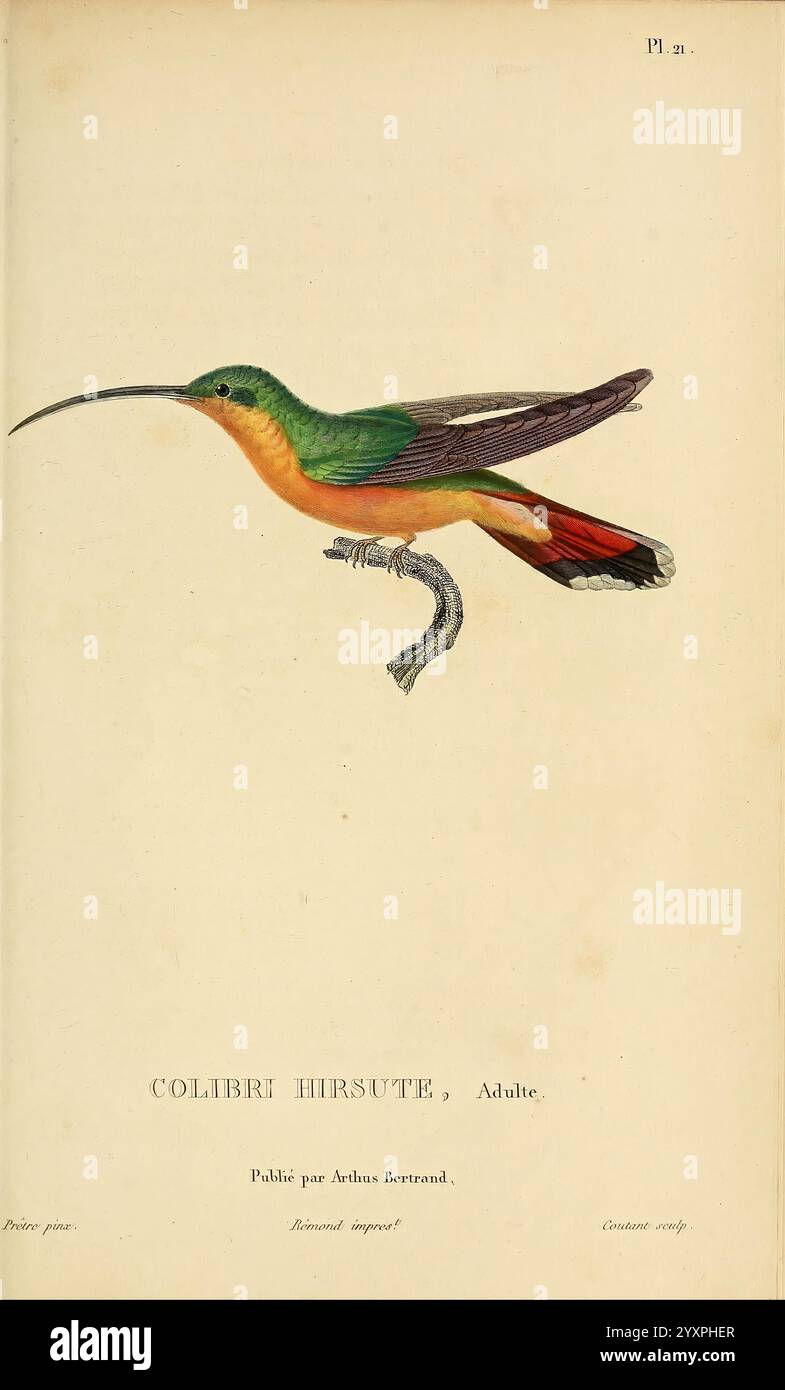 Colibri hirsutus hi-res stock photography and images - Alamy