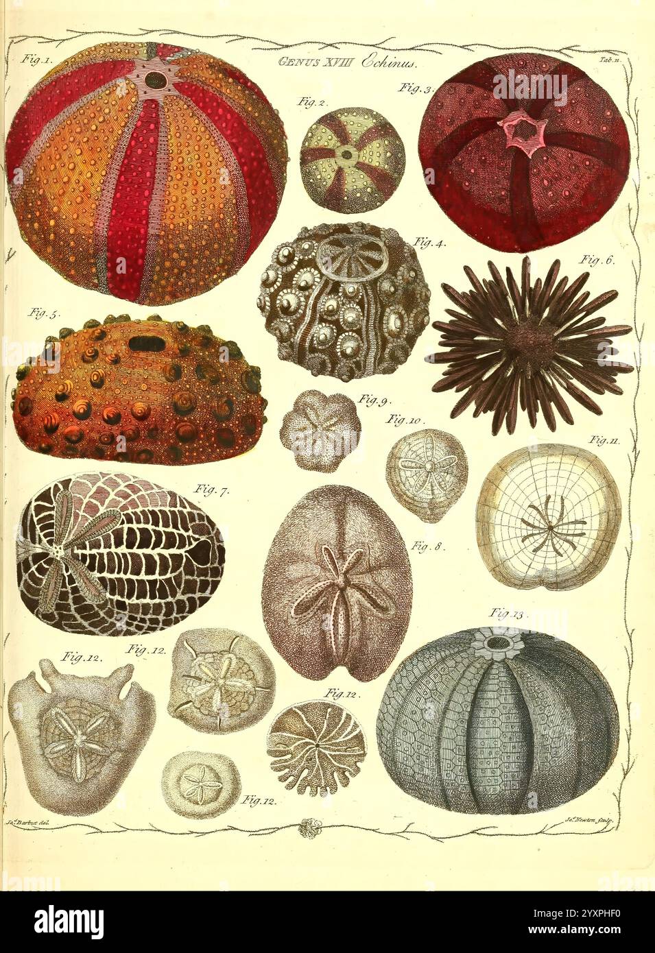 Echinus reticulatus hi-res stock photography and images - Alamy