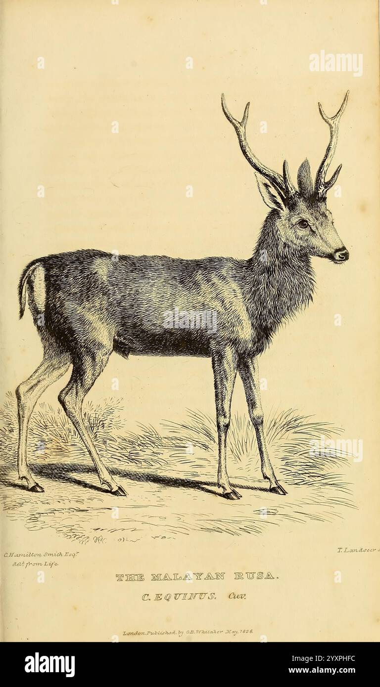 Male deer showcasing hi-res stock photography and images - Alamy