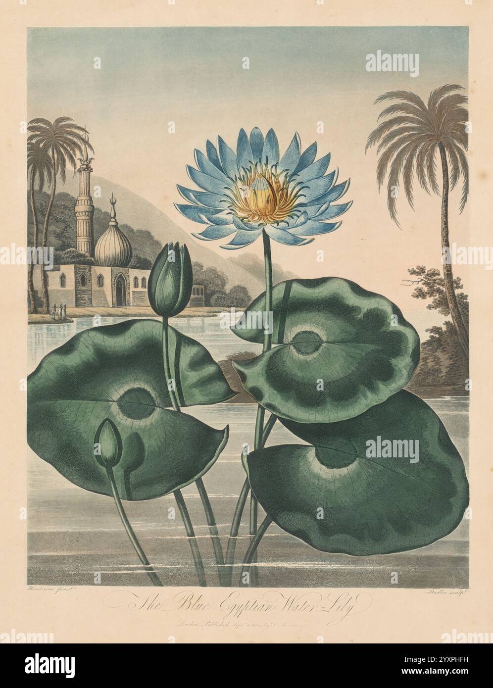 Antique Vintage Color Drawing of Botanical Stock Photo - Alamy