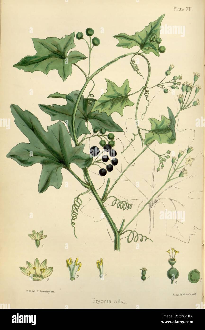 Plant species bryonia alba hi-res stock photography and images - Alamy