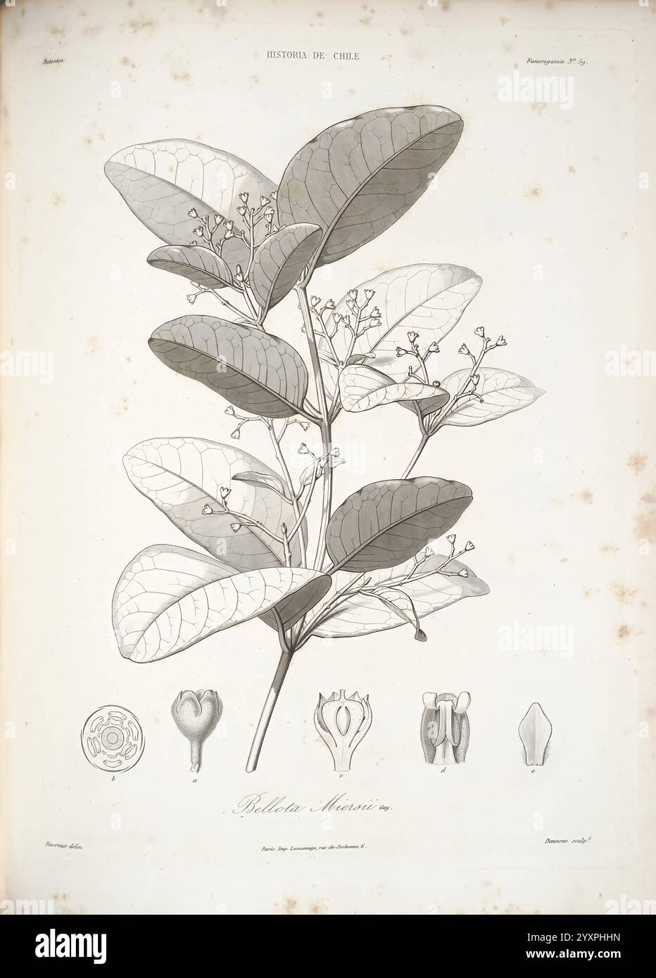 En el museo de historia natural de santiago hi-res stock photography ...