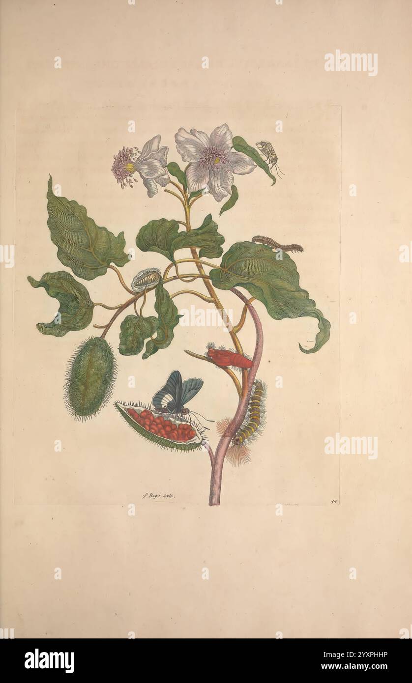 Science entomology insect caterpillar caterpillars fruit fruits hi-res ...