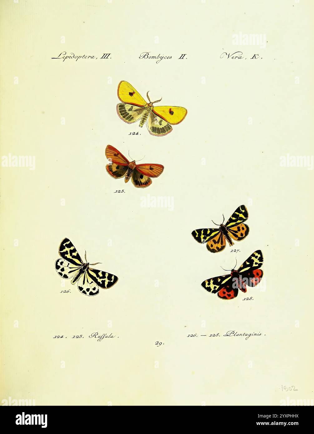 Hübner's, Papilio, s.l, s.n, 1796-1841, Lepidoptera, A beautifully ...