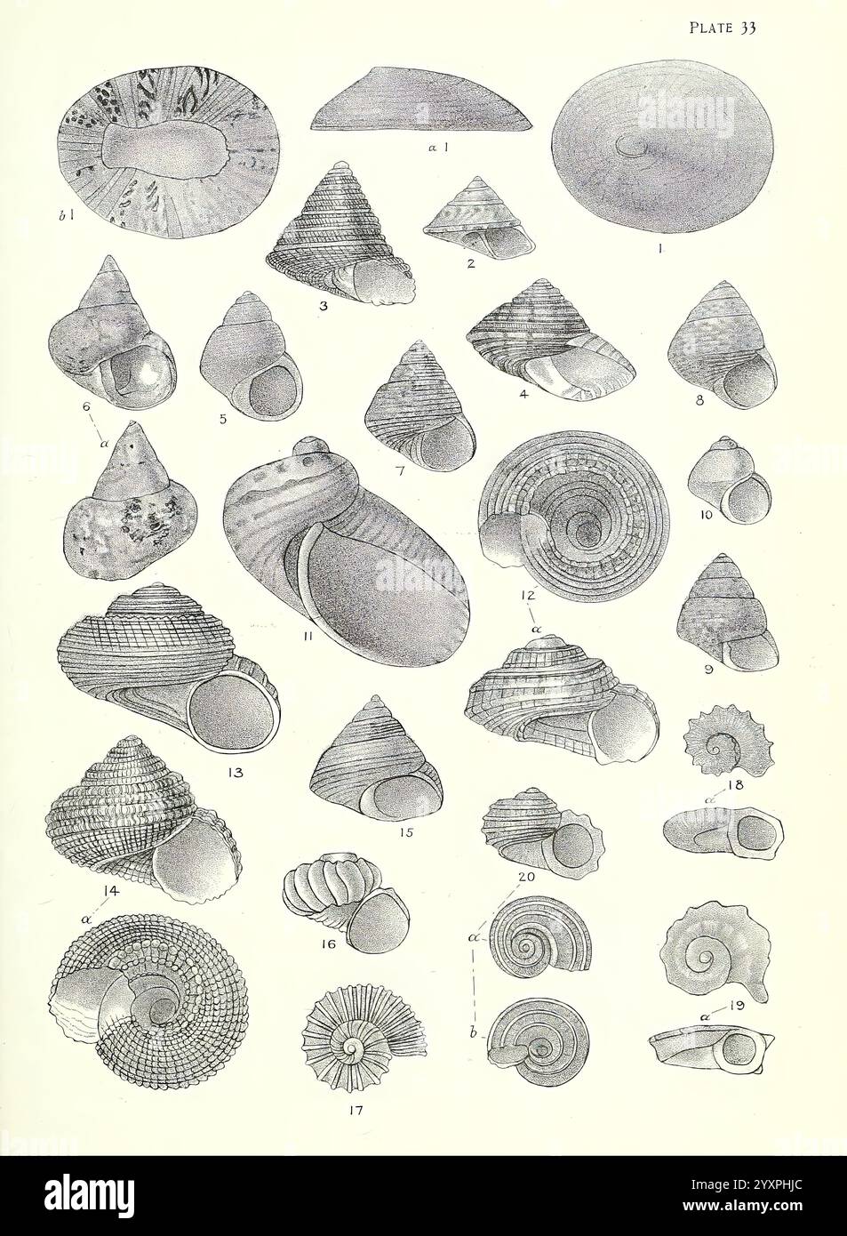 Monilea semireticulata hi-res stock photography and images - Alamy