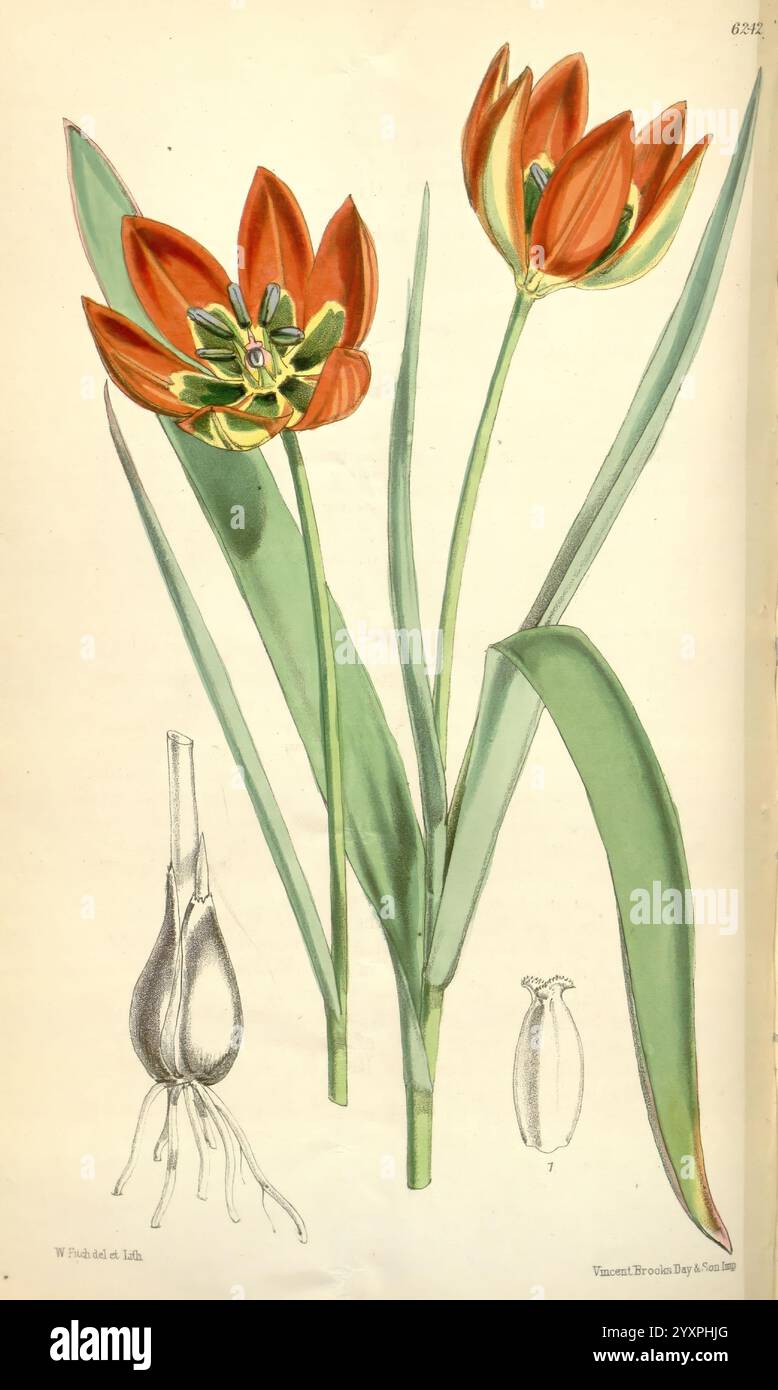 Curtis's botanical magazine, London, New York, botanical illustration ...