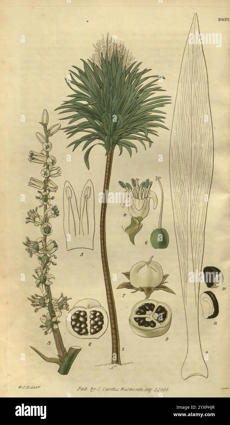 Various botanical depictions labeled hi-res stock photography and ...