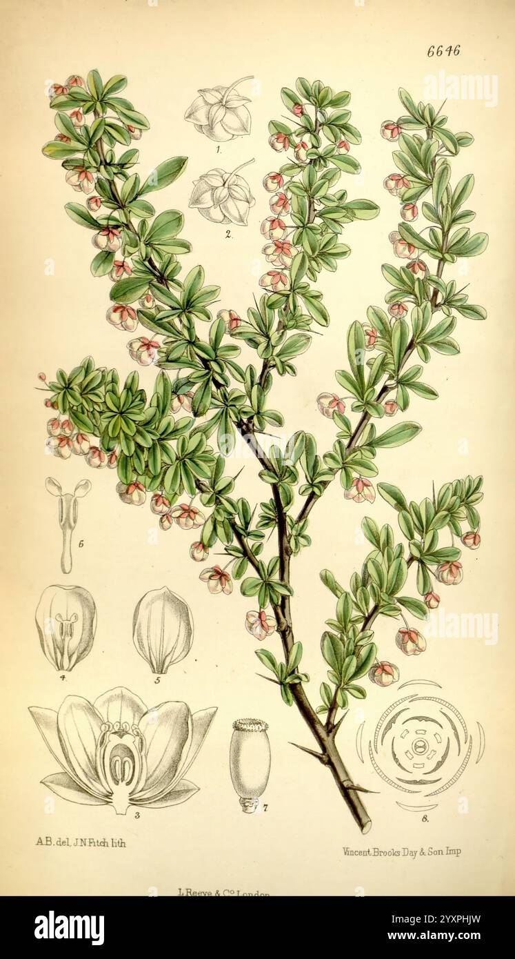 Curtis's Botanical Magazine, London, New York, botanical illustration ...