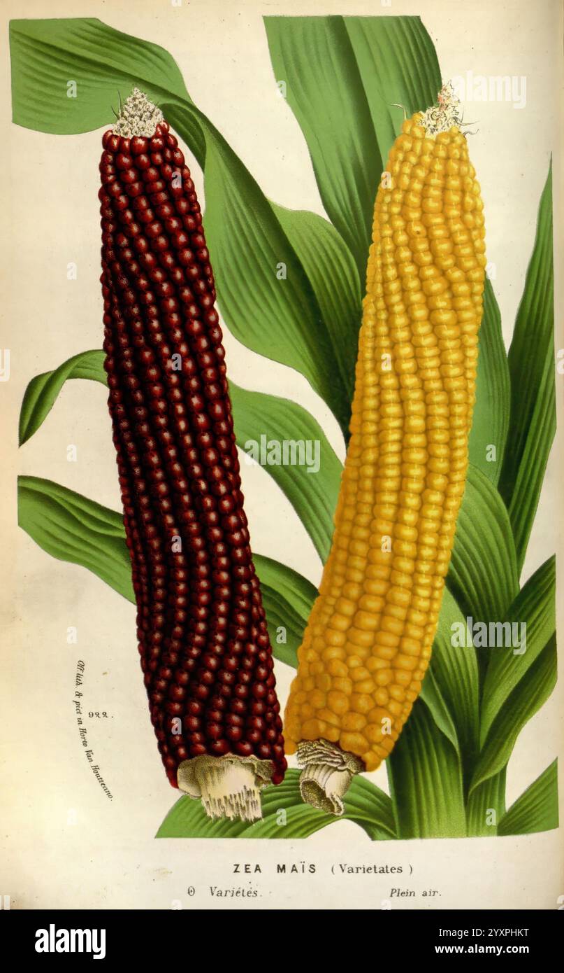 Glossy kernels hi-res stock photography and images - Alamy
