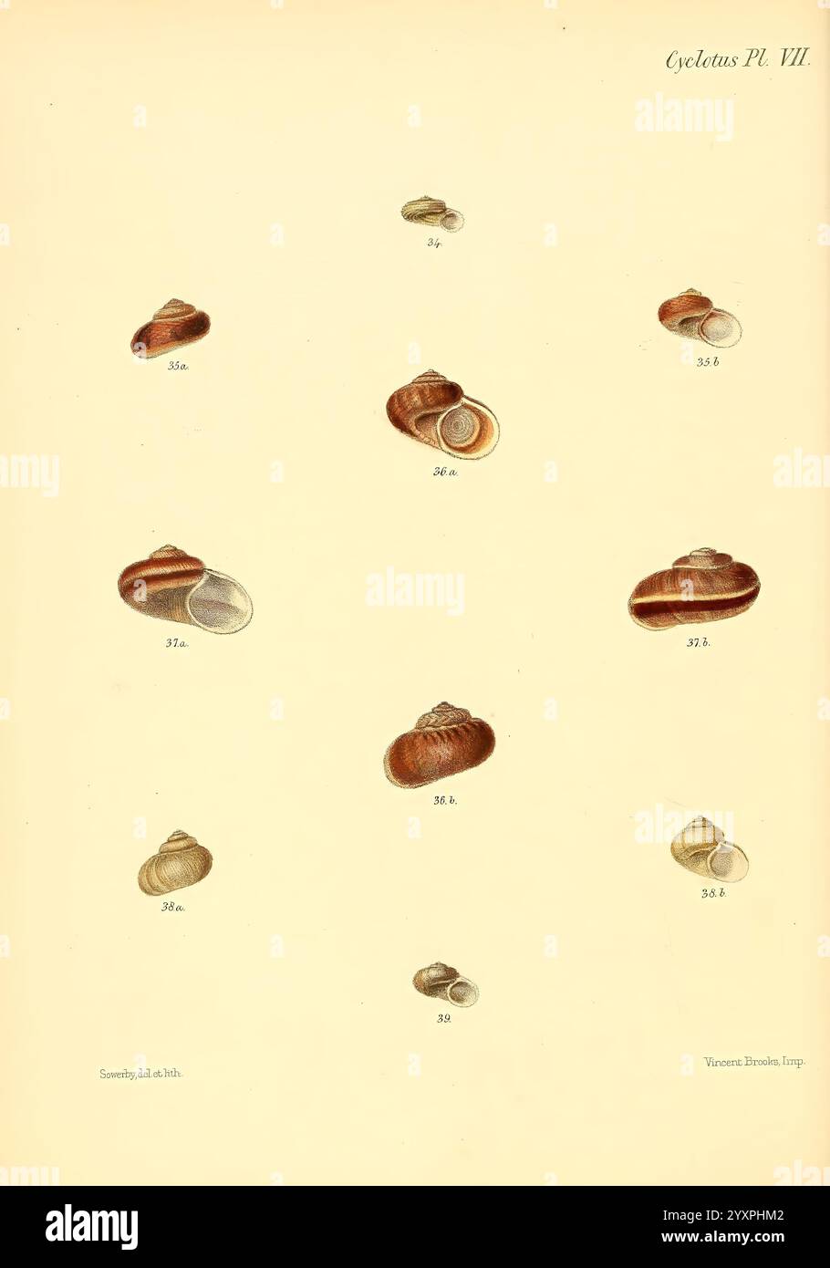 Conchologia Iconica, or Illustrations of the Shells of Molluscous ...
