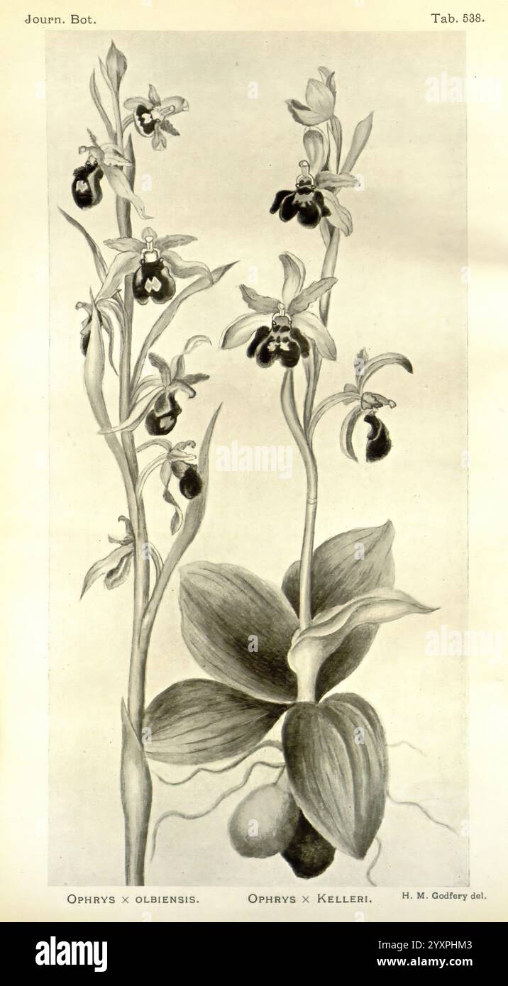 Orchids distinctive characteristics hi-res stock photography and images ...