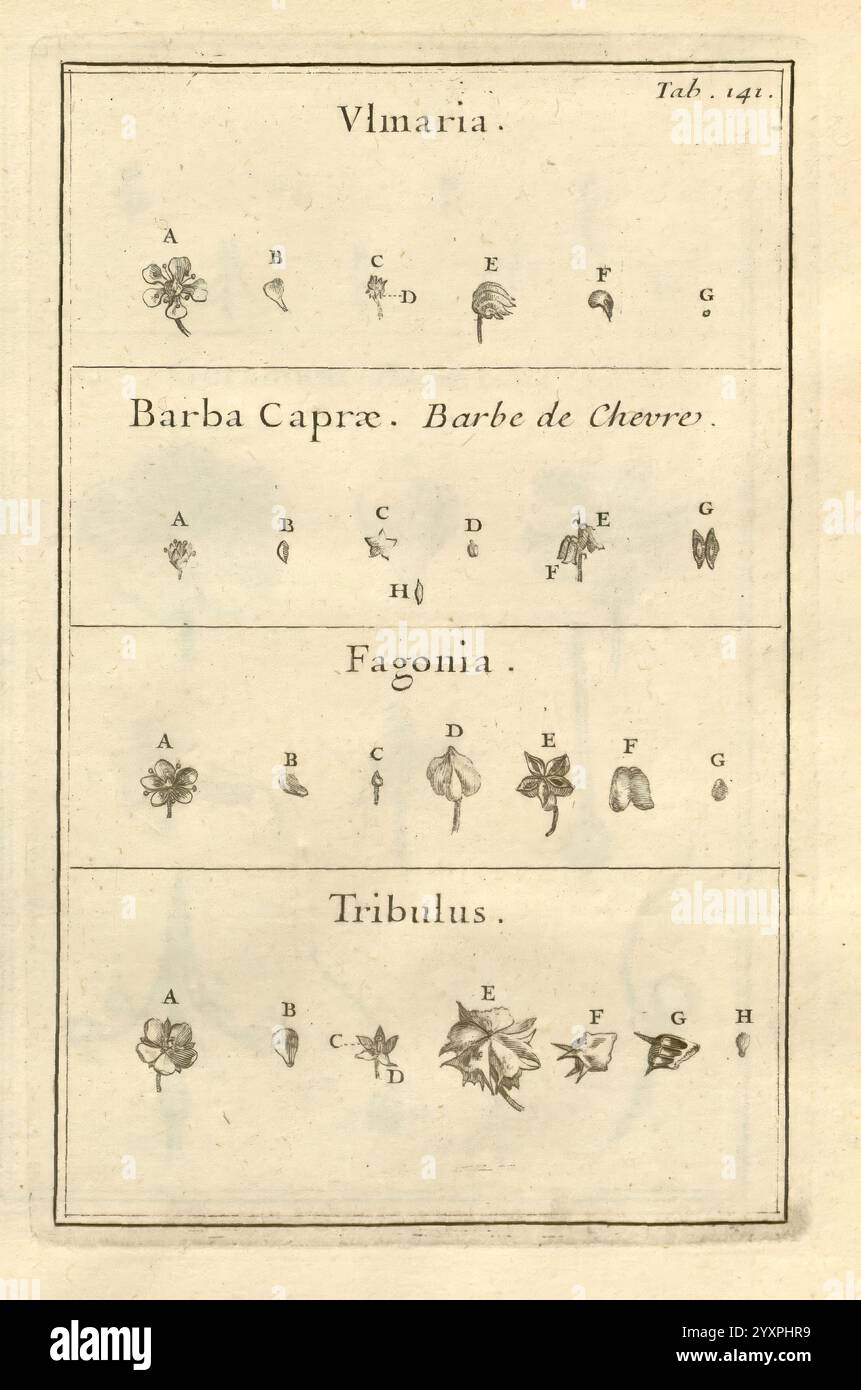 Section displays additional botanical forms hi-res stock photography ...