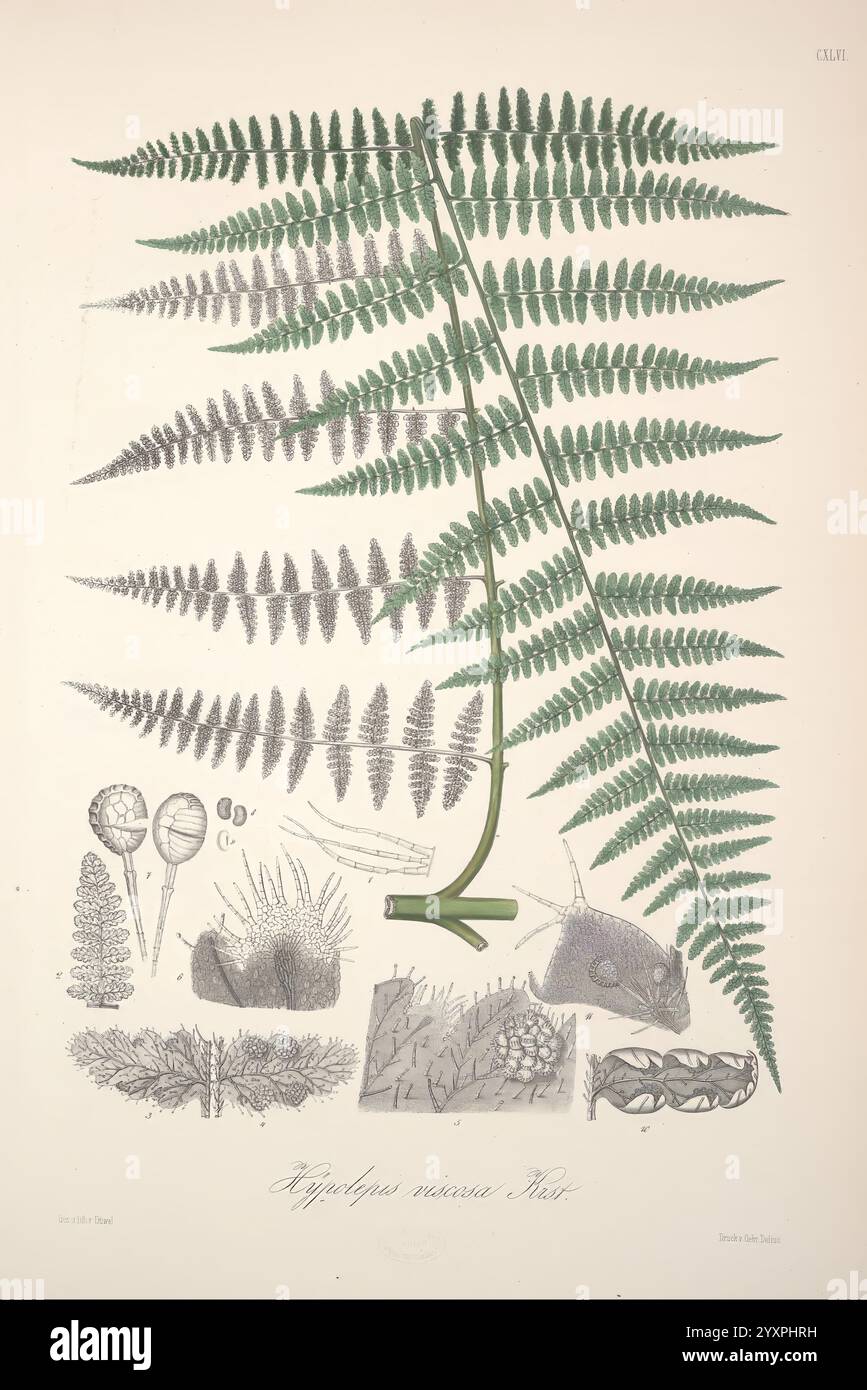 Fronds labeled hi-res stock photography and images - Alamy