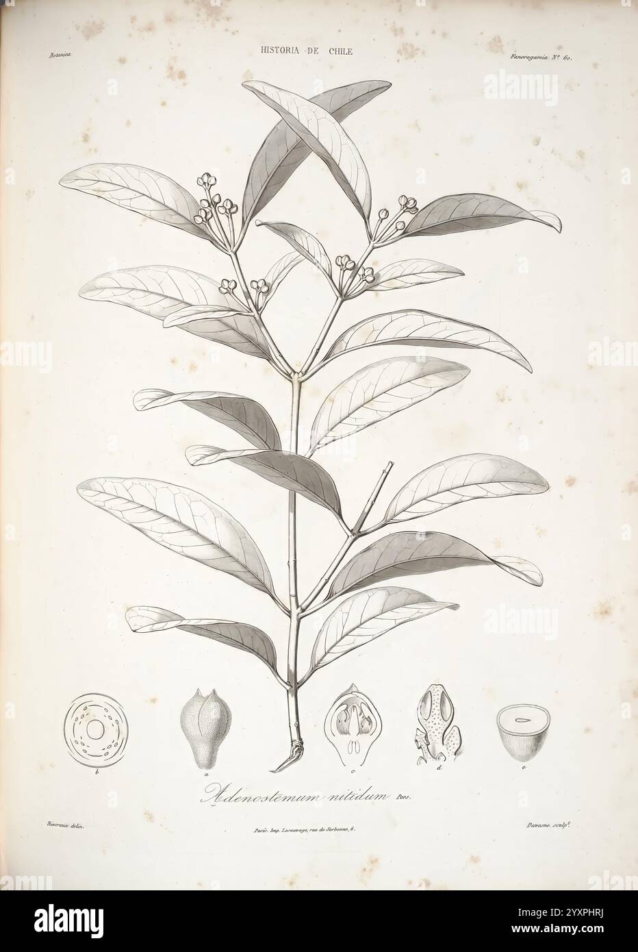 Historia Fisica Y Politica De Chile Segun Documentos Adquiridos En Esta ...