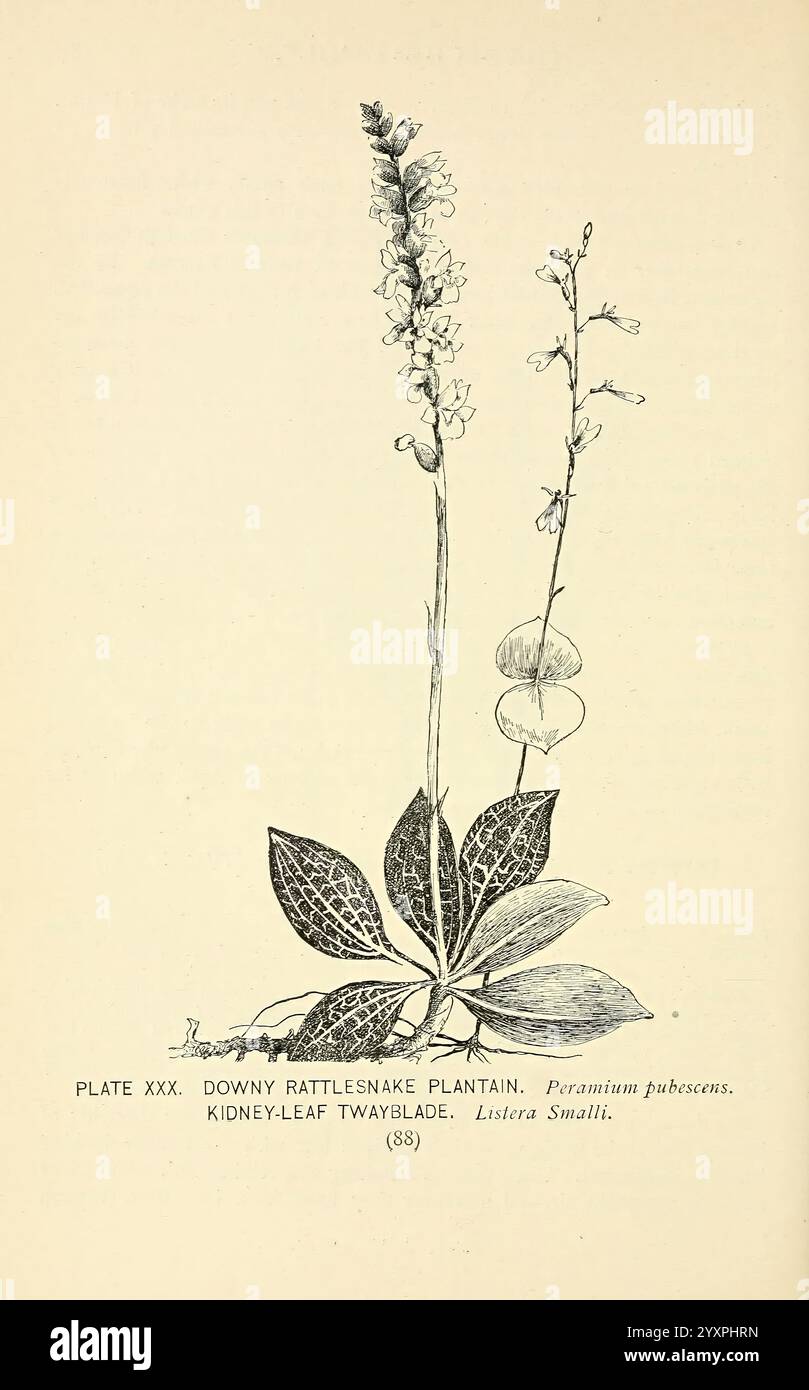 Southern wild flowers and trees, New York, Stokes[1901], botany ...
