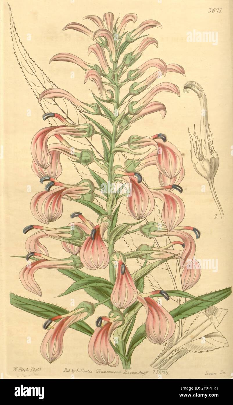 Detailed depiction features multiple stems hi-res stock photography and ...