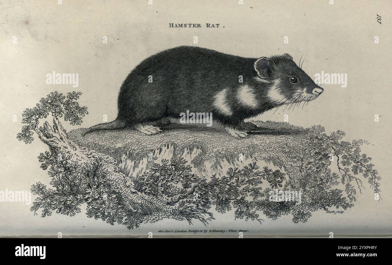 General zoology, Systematic natural history, London, Printed for G ...