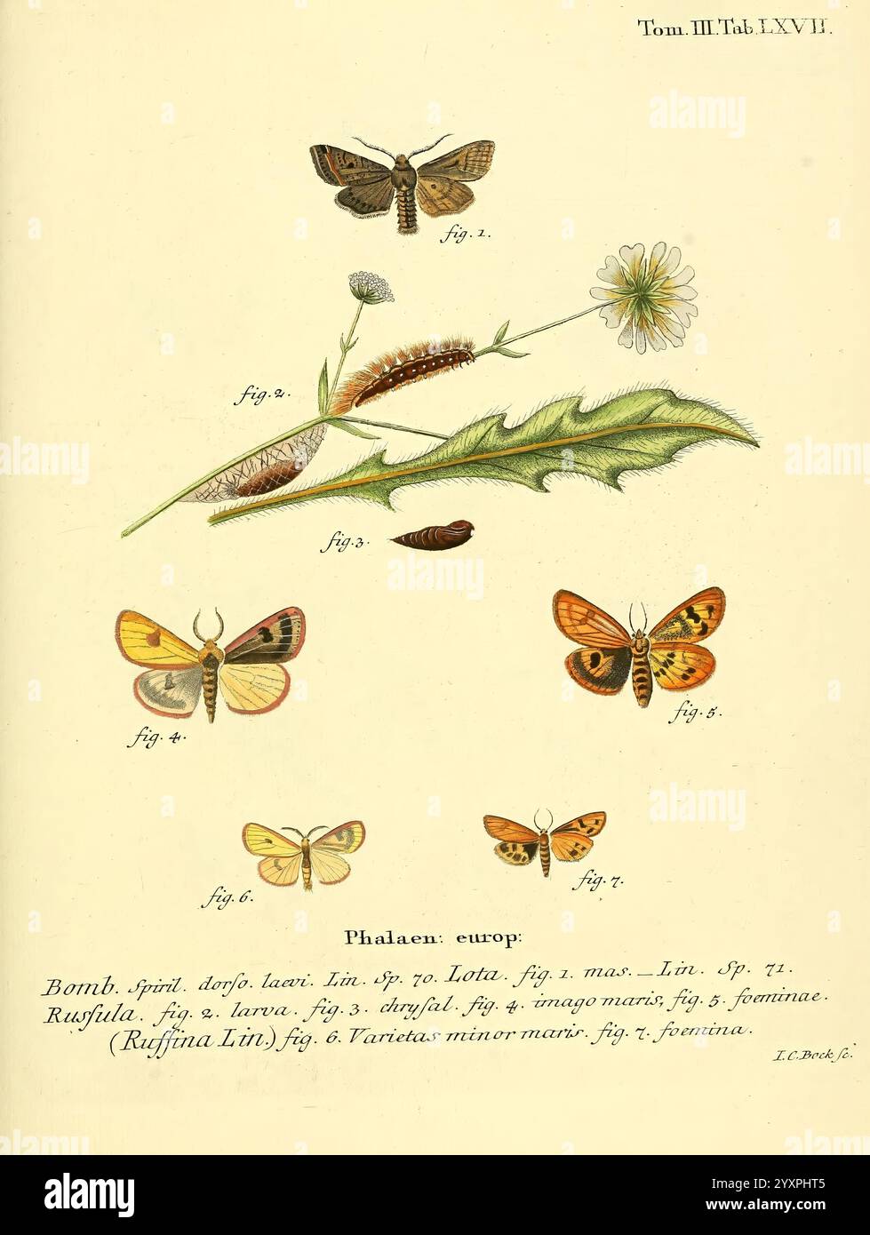 Die Schmetterlinge in Abbildungen nach der Natur, Leipzig, T. O. Weigel ...