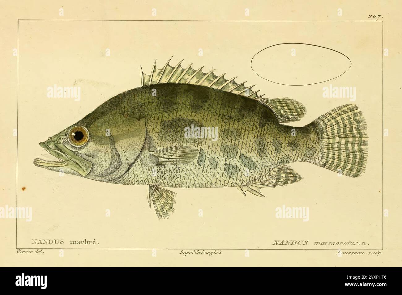 Fishs lively appearance hi-res stock photography and images - Alamy