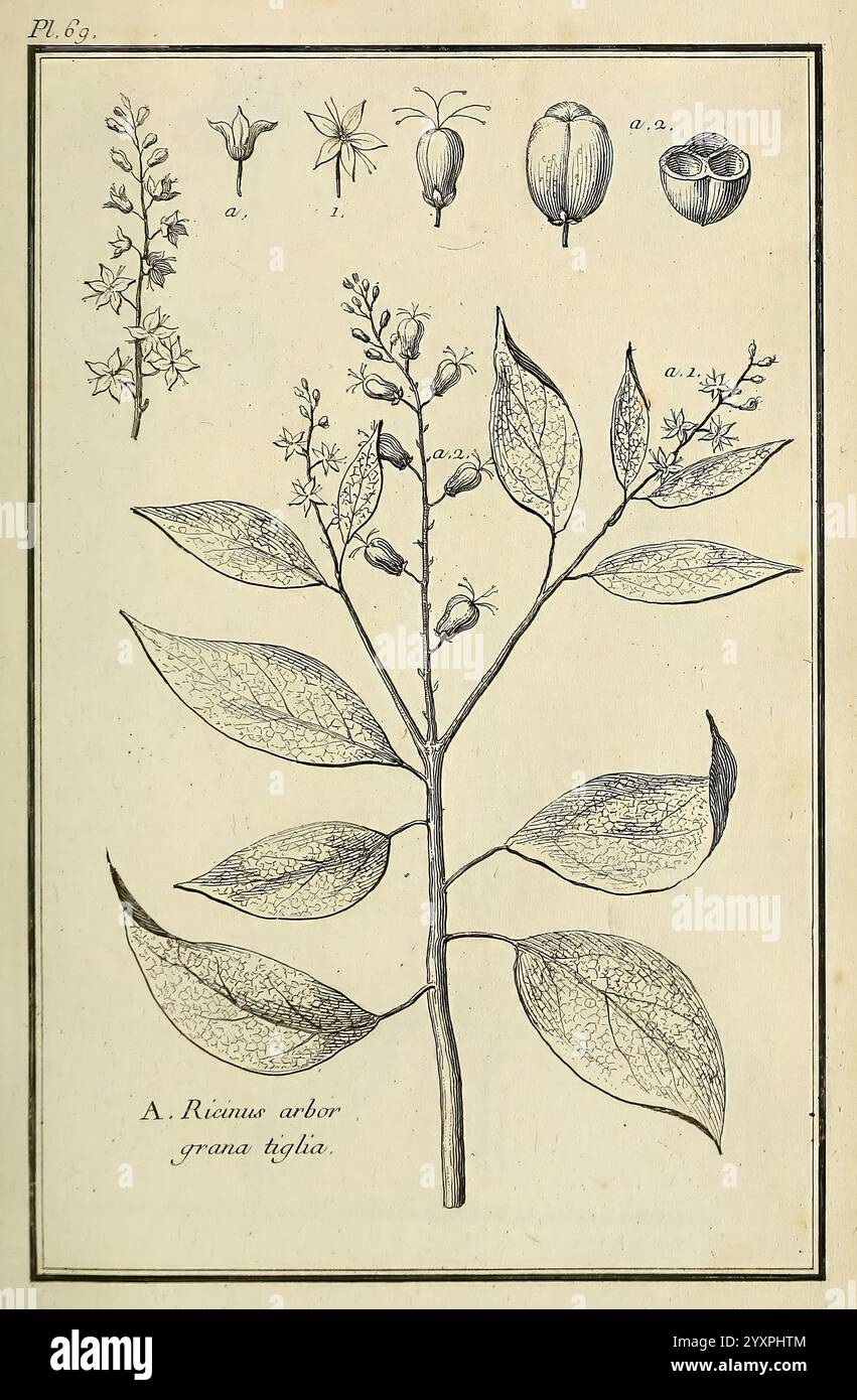 Les figures des plantes et animaux d'usage en medecine, Paris, Desprez ...