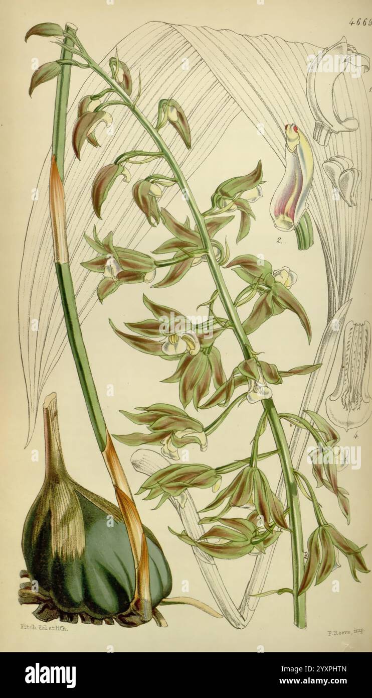 Prominent bulbous base hi-res stock photography and images - Alamy