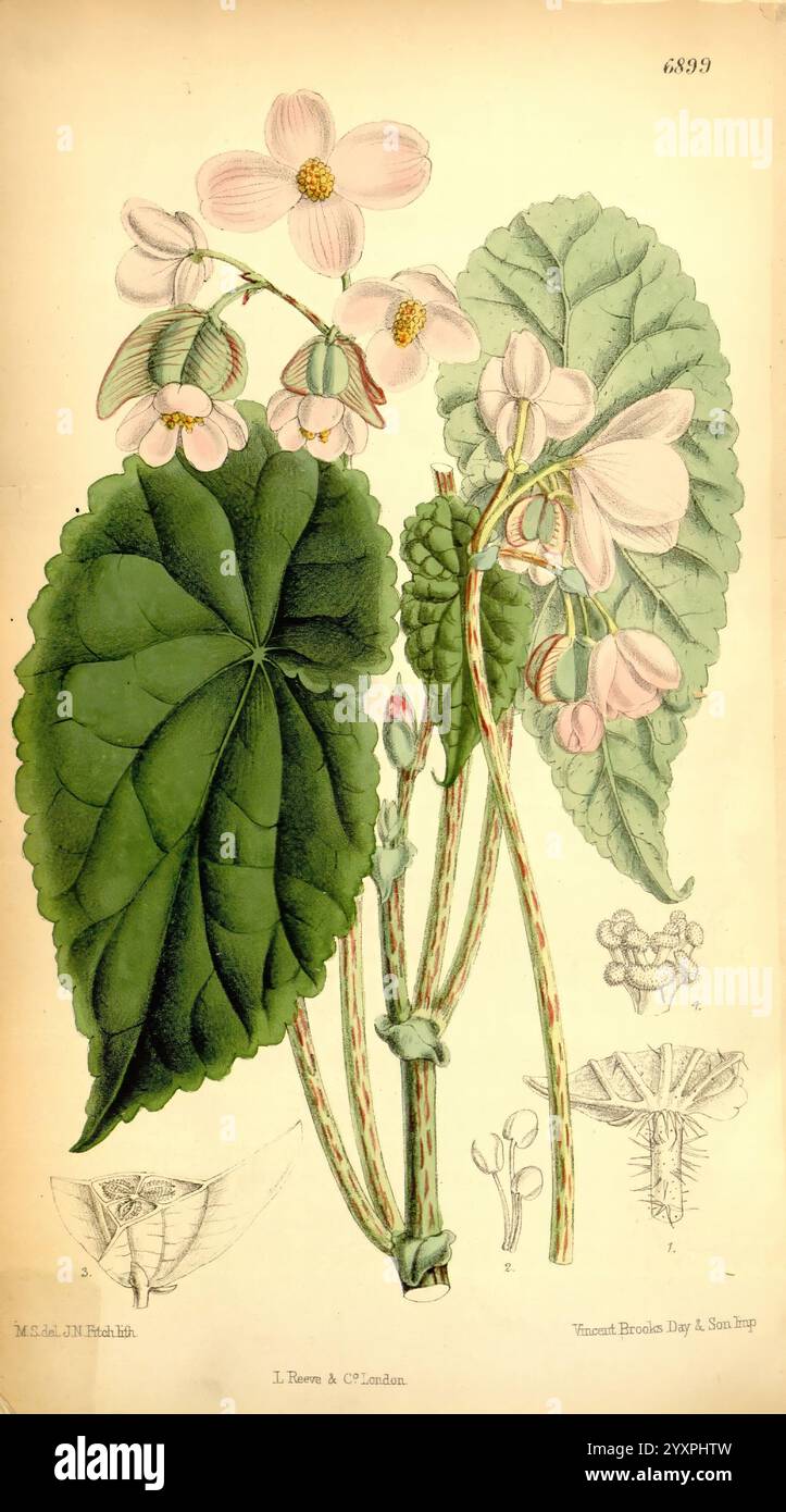 Curtis's Botanical Magazine, London, New York, botanical illustration ...