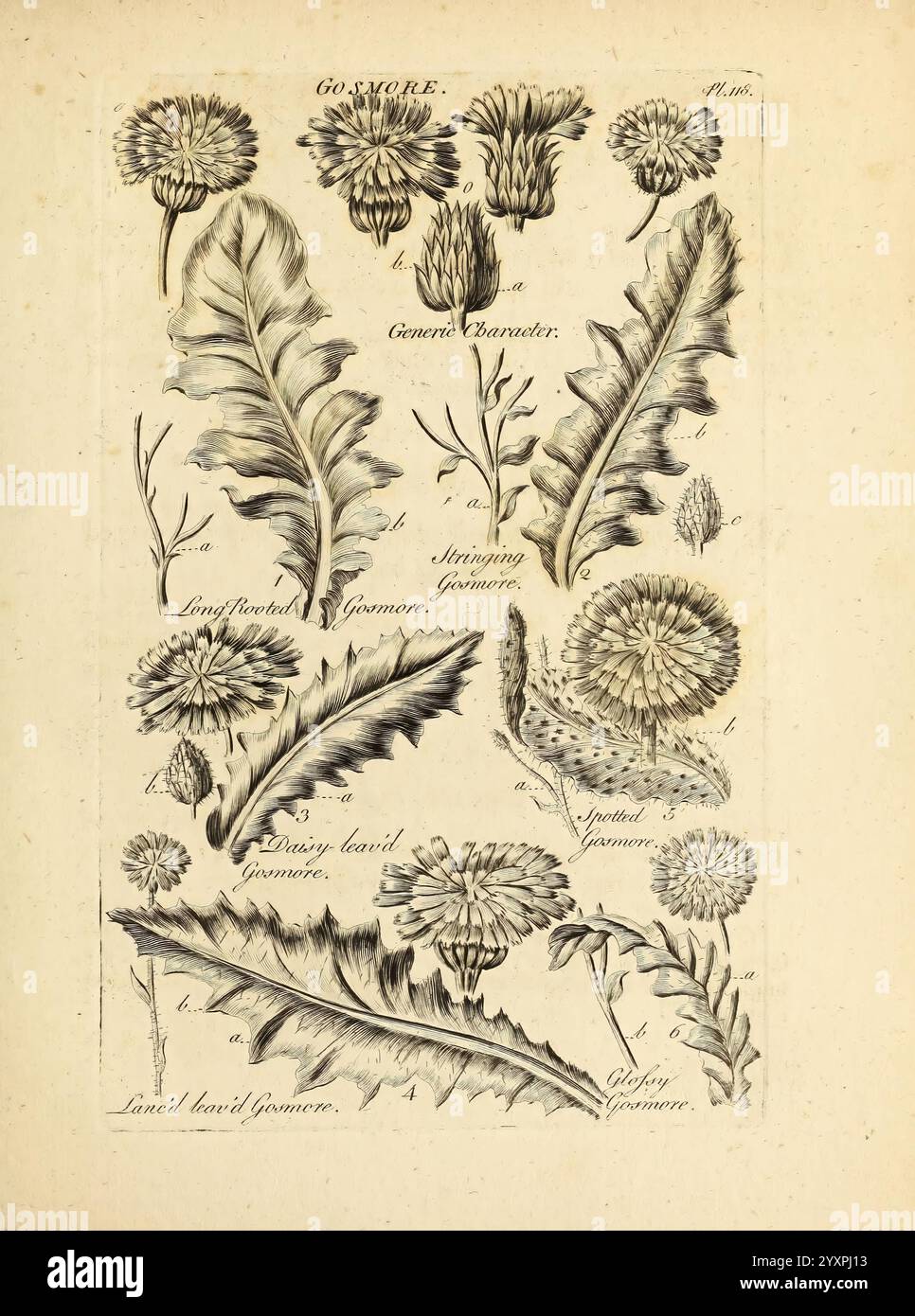 The Vegetable System, London, 1759-1763, Botany, Pictorial Works., The ...