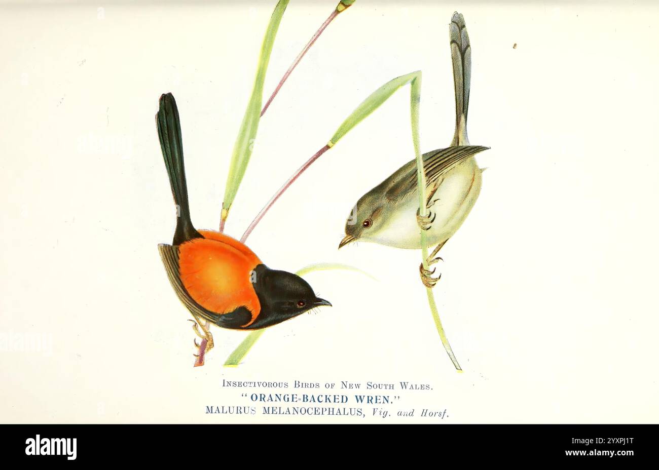 Printer 1921 australia beneficial birds hi-res stock photography and ...