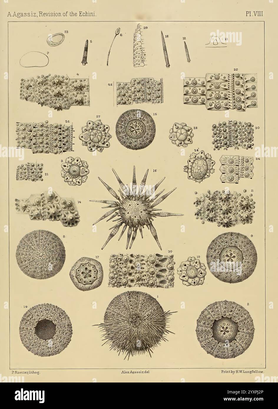 Revision of the Echini, Cambridge, University Press, 1872-1874 ...