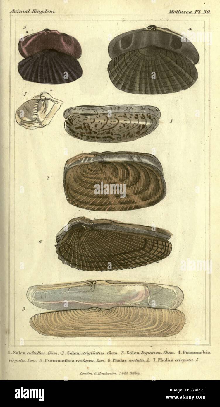 Shells display distinct shapes hi-res stock photography and images - Alamy