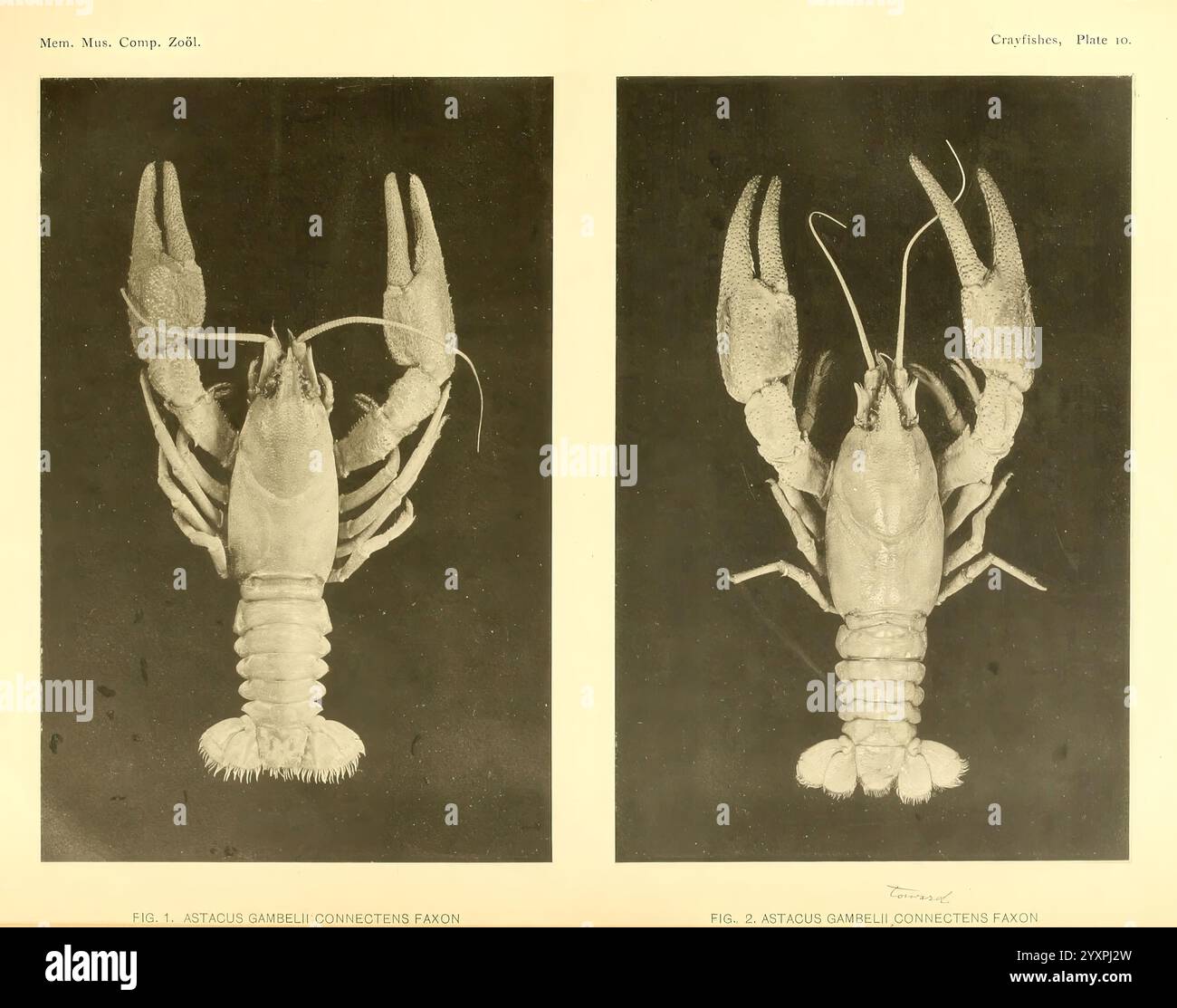 Notes on the Crayfishes in the United States National Museum and the ...