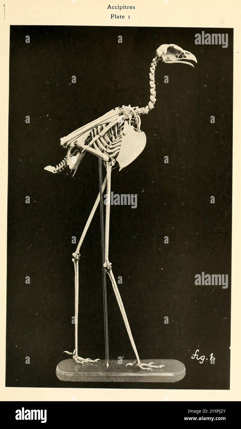 Osteology of Birds 1909 anatomy birds bones osteology secretarybird ...