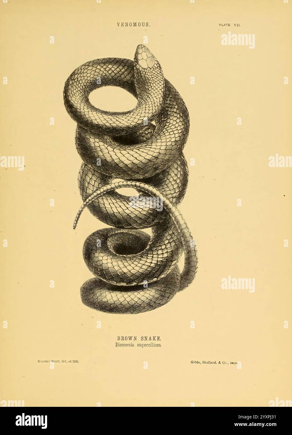 Snakes skin highlights hi-res stock photography and images - Alamy