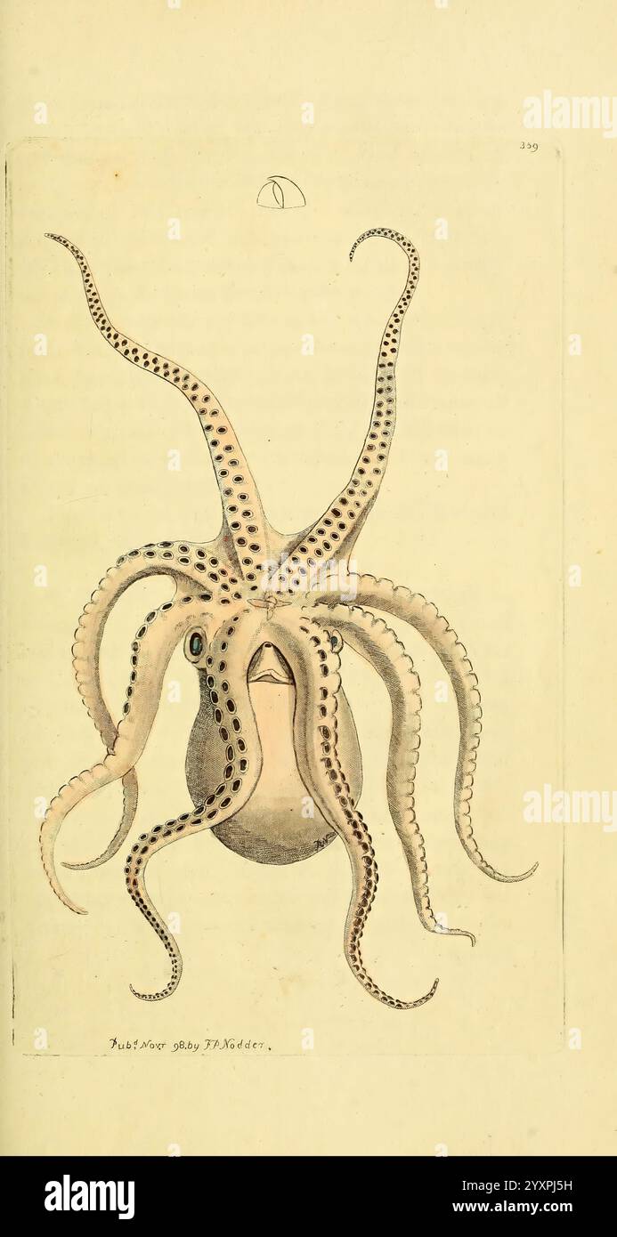 Octopuss fluid form hi-res stock photography and images - Alamy