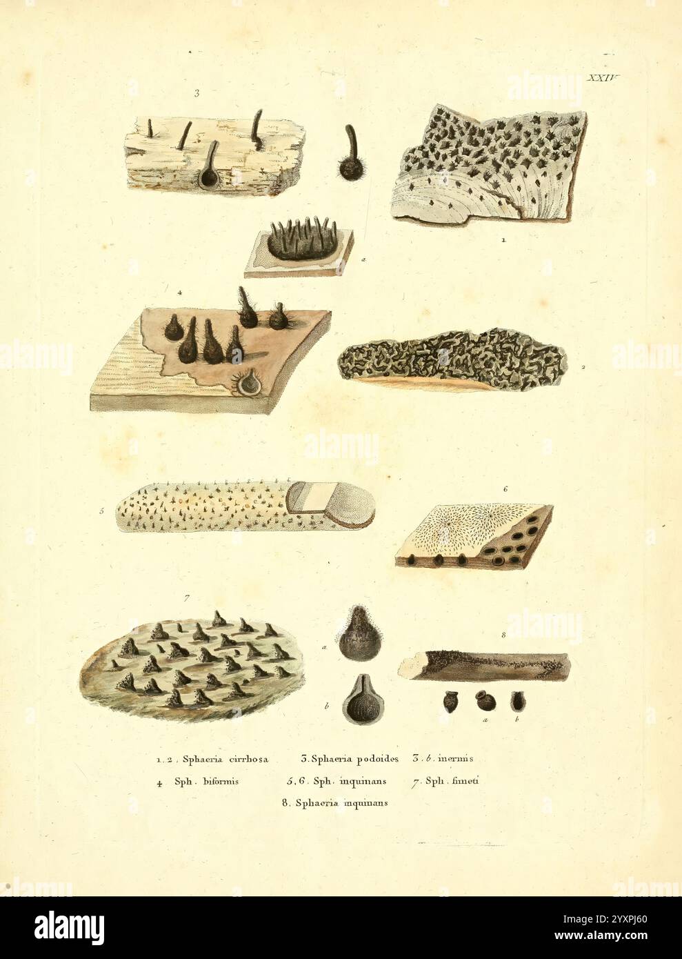 Varied porous textures hi-res stock photography and images - Alamy