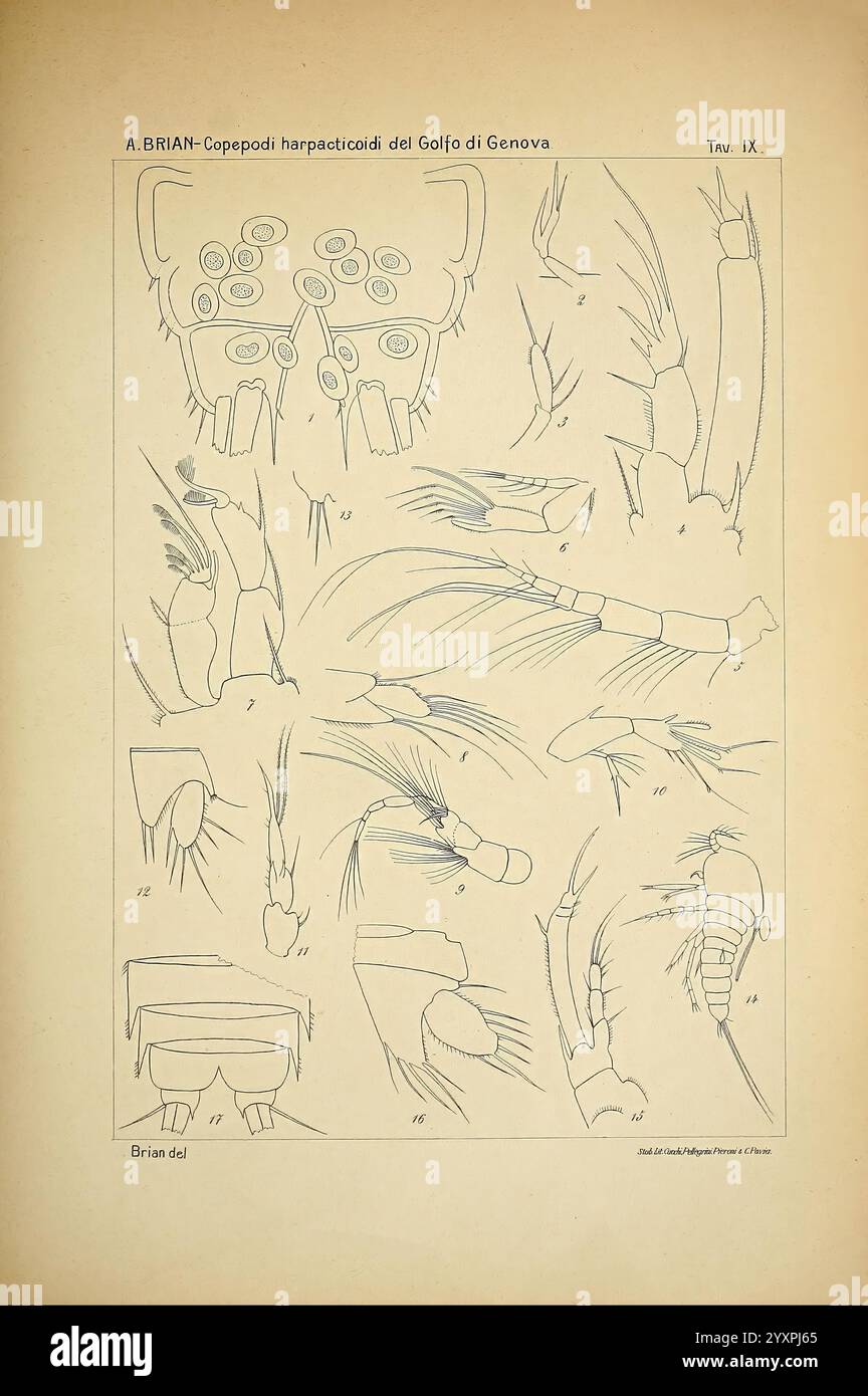 Drawing highlights different morphological features hi-res stock ...