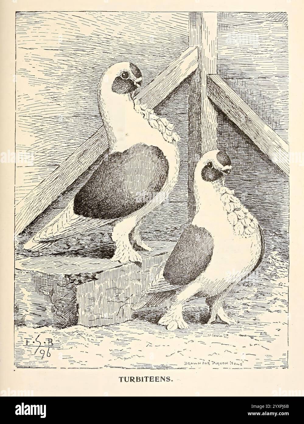 Turbit pigeons hi-res stock photography and images - Alamy