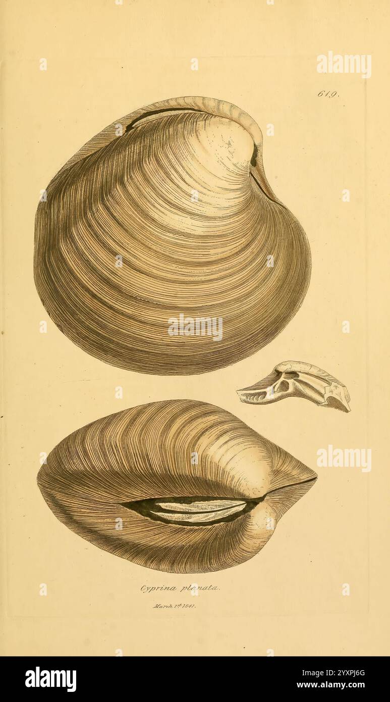 The mineral conchology of Great Britain, London, Printed by B. Meredith ...
