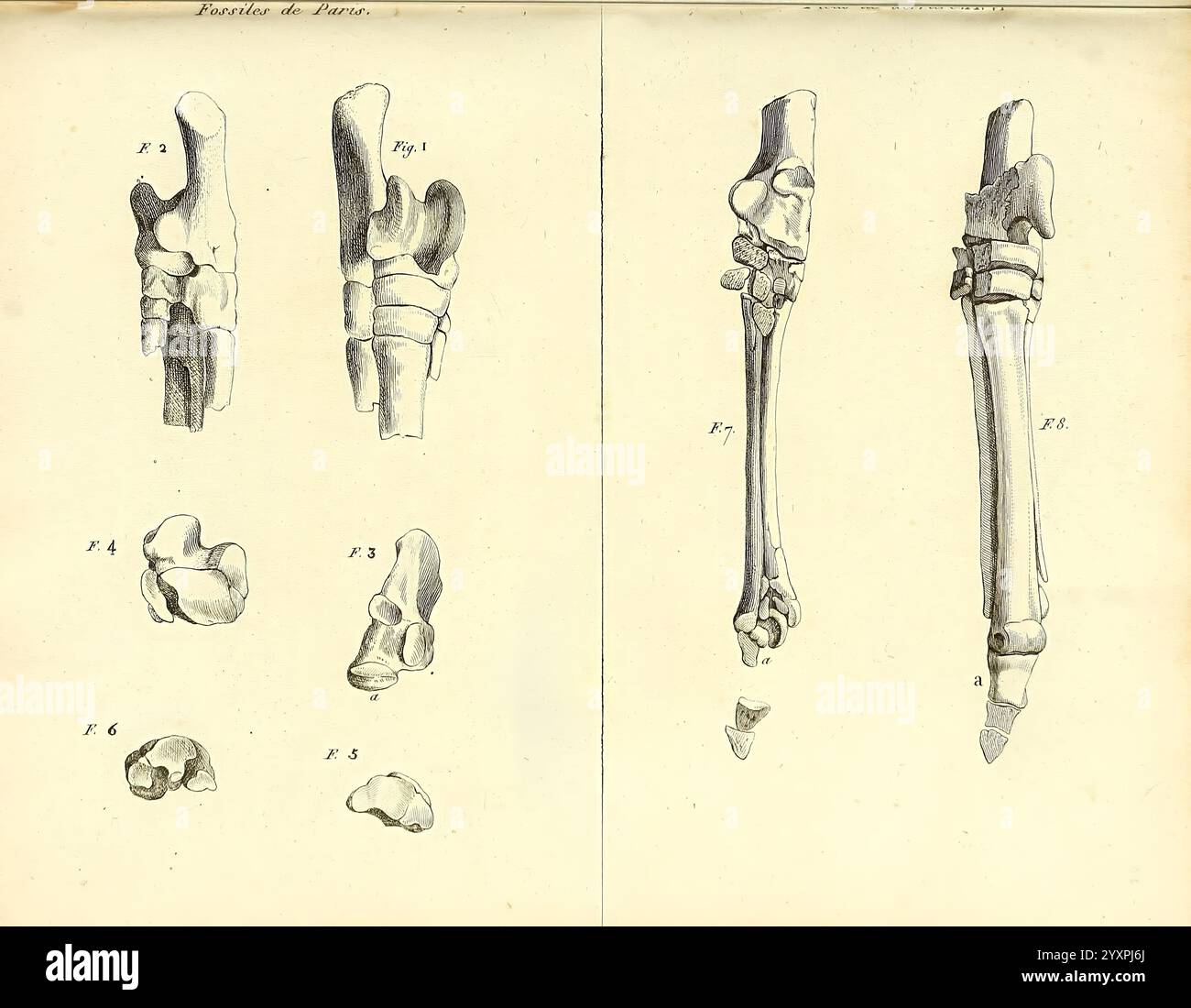 Recherches sur les ossemens fossiles de quadrupèdes, Paris, Deterville ...